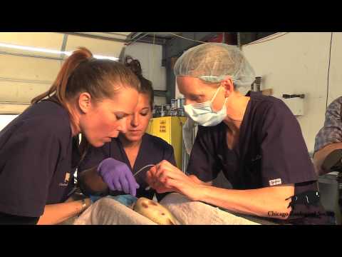 CZS and Forest Preserves Staff Implant Fish with Transmitters