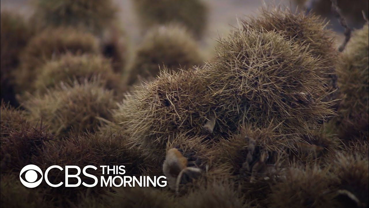 Once an icon, the functionally extinct American chestnut tree could be restored