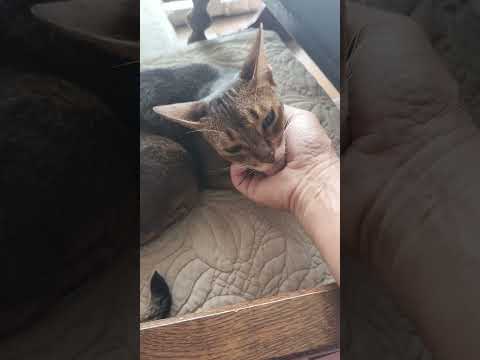 ネコ動画あび#5009 #shorts #あび #ねこ #ネコのあび #猫動画