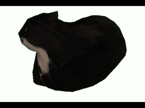 cat spinning meme gif no audio