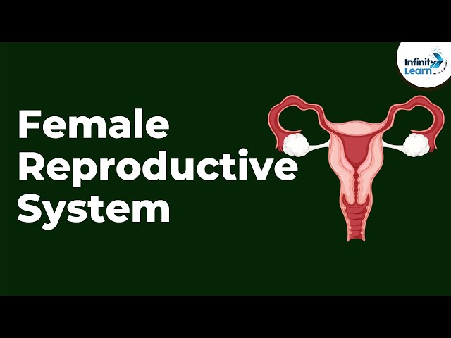 Understanding the Female Reproductive System: A Comprehensive Overview ...