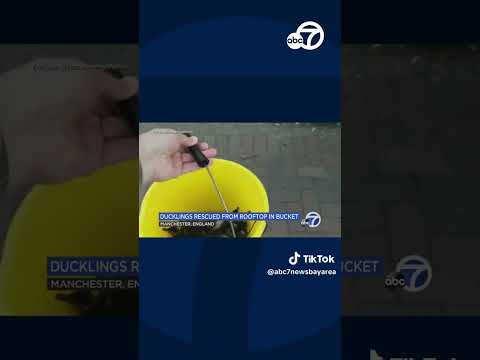 Ducklings rescued from apartment rooftop in England