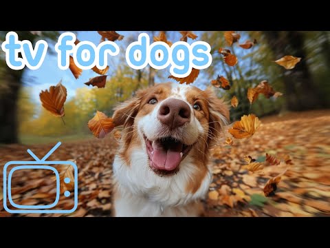 DOGTV: Chill Your Dog TV with Nature, Dogs, and Beaches! NEW 2024!