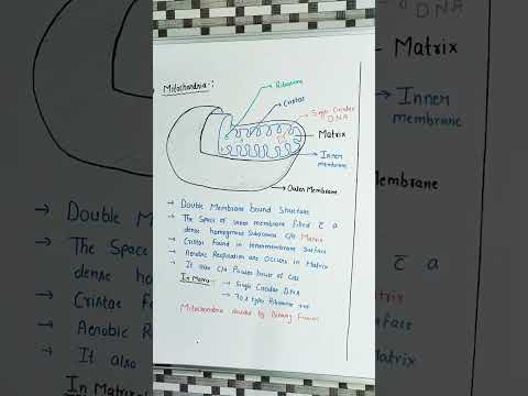 mitochondria function
