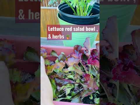 Red Salad Bowl / Herbs #Shorts