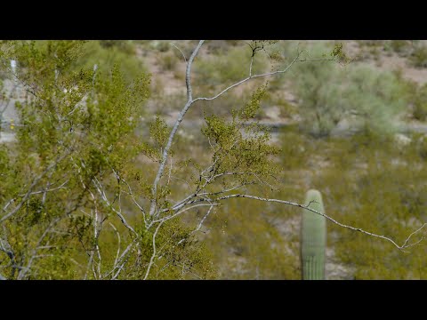 Desert Plants: Creosote