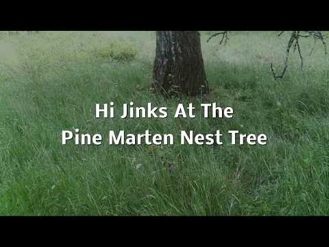 Hi Jinks at the pine marten nest tree
