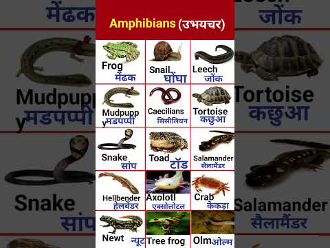 Amphibians and reptiles।Amphibians name in English and Hindi।#ytshort #learnwithdaisy #amphibian