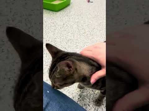 Meet Bulgogi a Domestic Shorthair currently available for adoption! 6/22/2025 6:53:02 PM