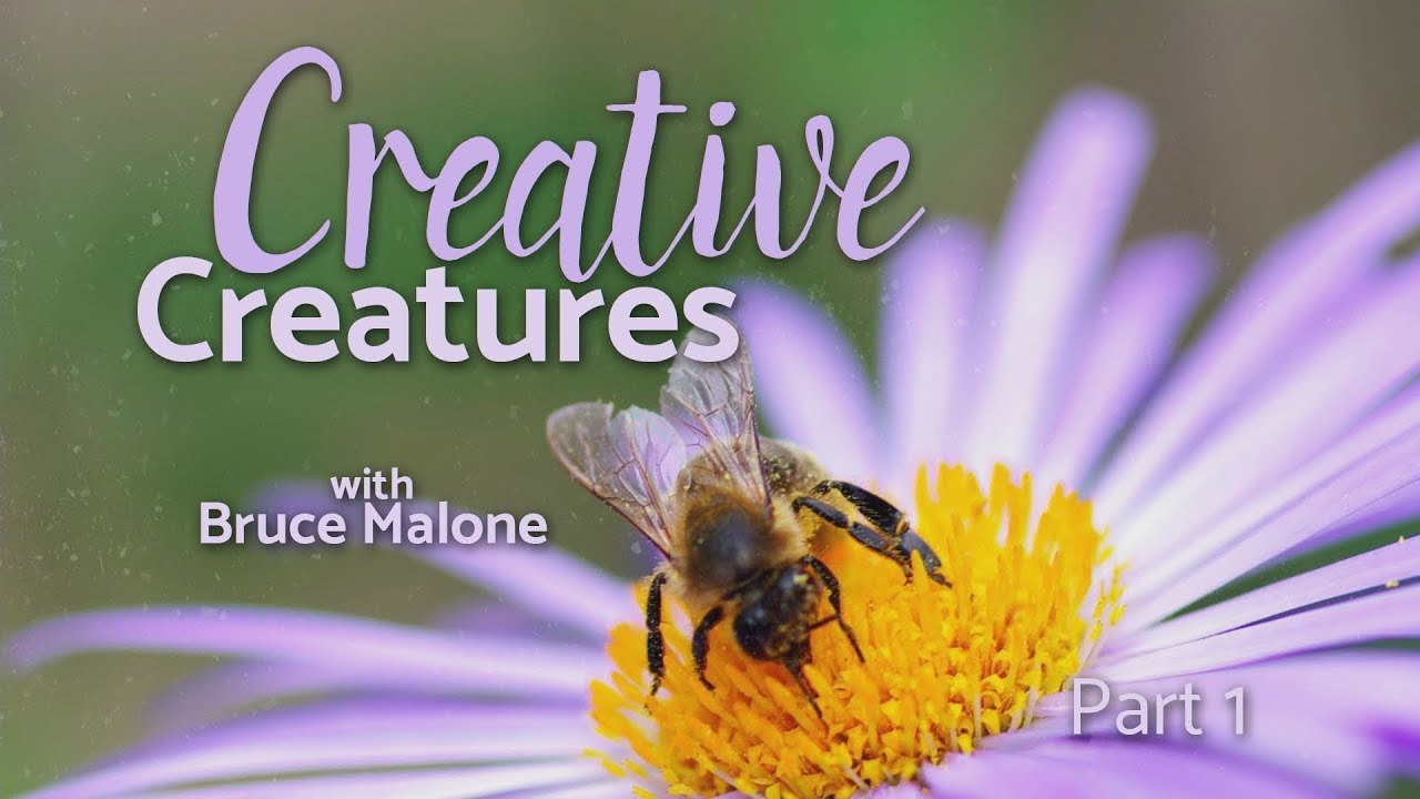 Origins: Creative Creatures, Part 1