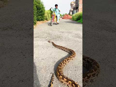big snake on road