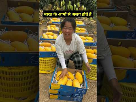 चीन के आम भारत के आमों से अलग होते हैं। Chinese mango