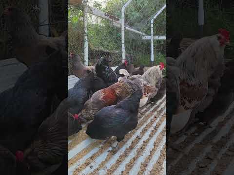 Ameraucana chicken breed #hawaii #chicken