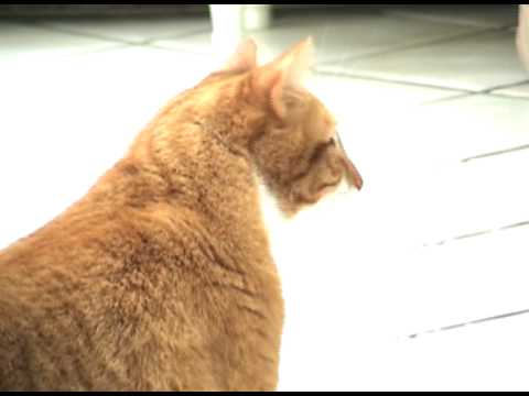 The Dramatic Cat by ben - Meme Center