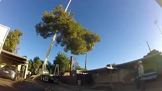 3 Best Tree Services in Phoenix, AZ - Expert Recommendations