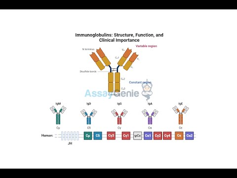 Immunoglobulins Structure, Function, and Clinical Importance