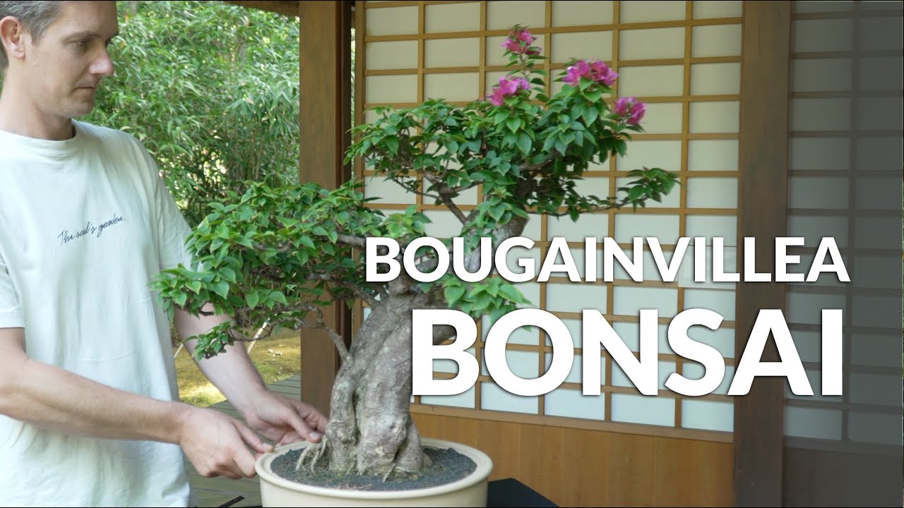 Perawatan Bonsai Bougainvillea