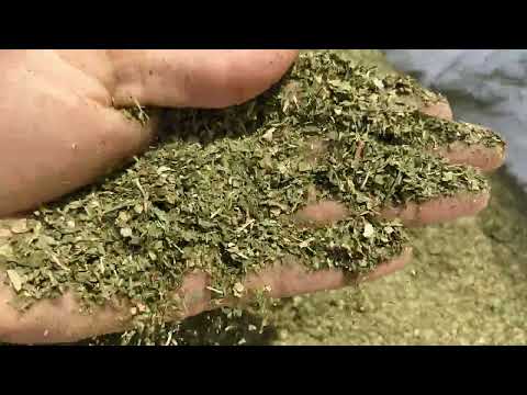 Holy Basil Leaves - Tulsi Leaves Latest Price, Manufacturers & Suppliers