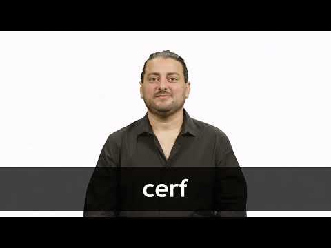 English Translation of “CERF” | Collins French-English Dictionary