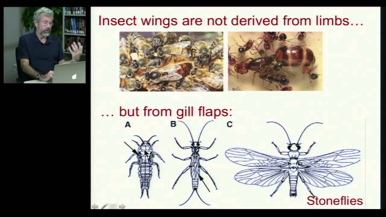 Biology 1001 - Macroevolution 2