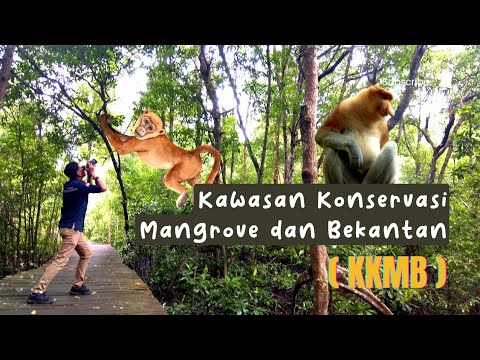 Mengunjungi Kawasan Konservasi Mangrove & Bekantan Kota Tarakan ...