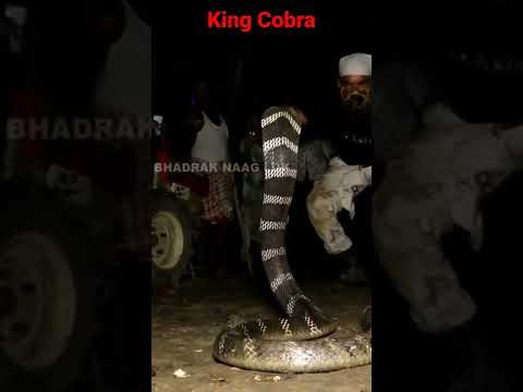MST transformer || King Cobra #Bhadrak naglok #Mirza#shortvideo #shorts #viral