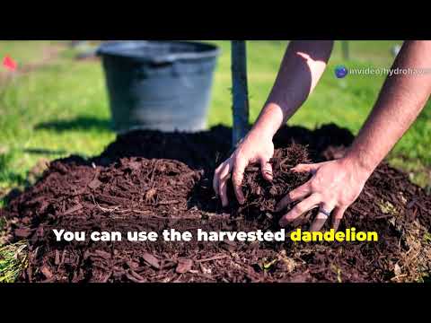 These Two Weeds ARE Quietly Fixing Your Soil Don't Pull Them!