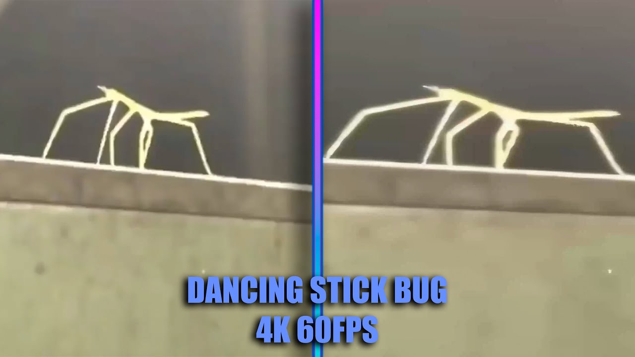 DANCING STICK BUG |4K 60FPS|