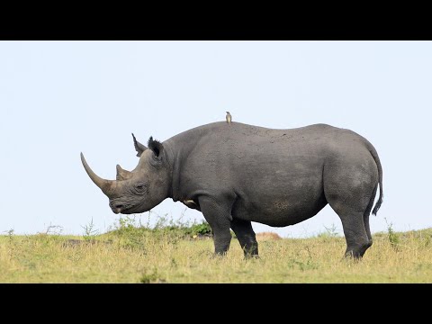 American Sign Language ASL Video Dictionary - rhino