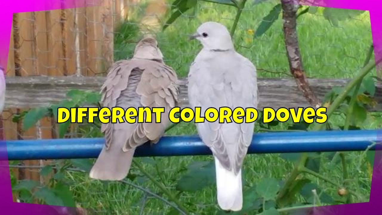 Color Variations of Ringneck Doves