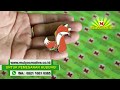 Jual Mulyocreative Pin Enamel Organ Bentuk Otak / 2pcs Di Seller ...