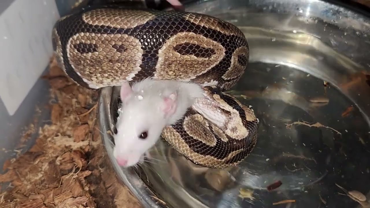 Snakes & Rats Compilation - Warning Live Feeding