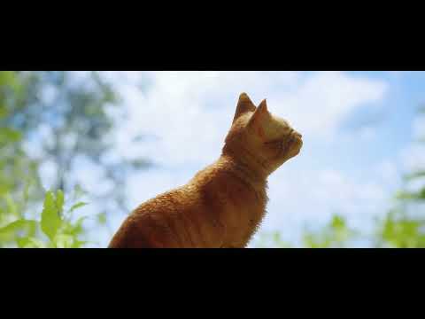 Steam Community :: Stray