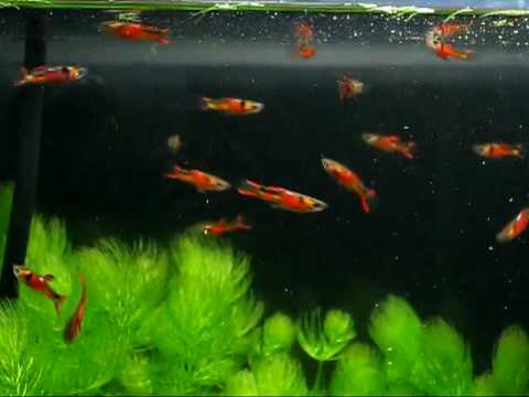 (Video) Poecilia wingei “Laguna de Patos” 「Type Orange」 | Endler Guppy ...
