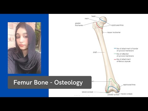 Femur Bone - Osteology ( explained in Urdu and Hindi )