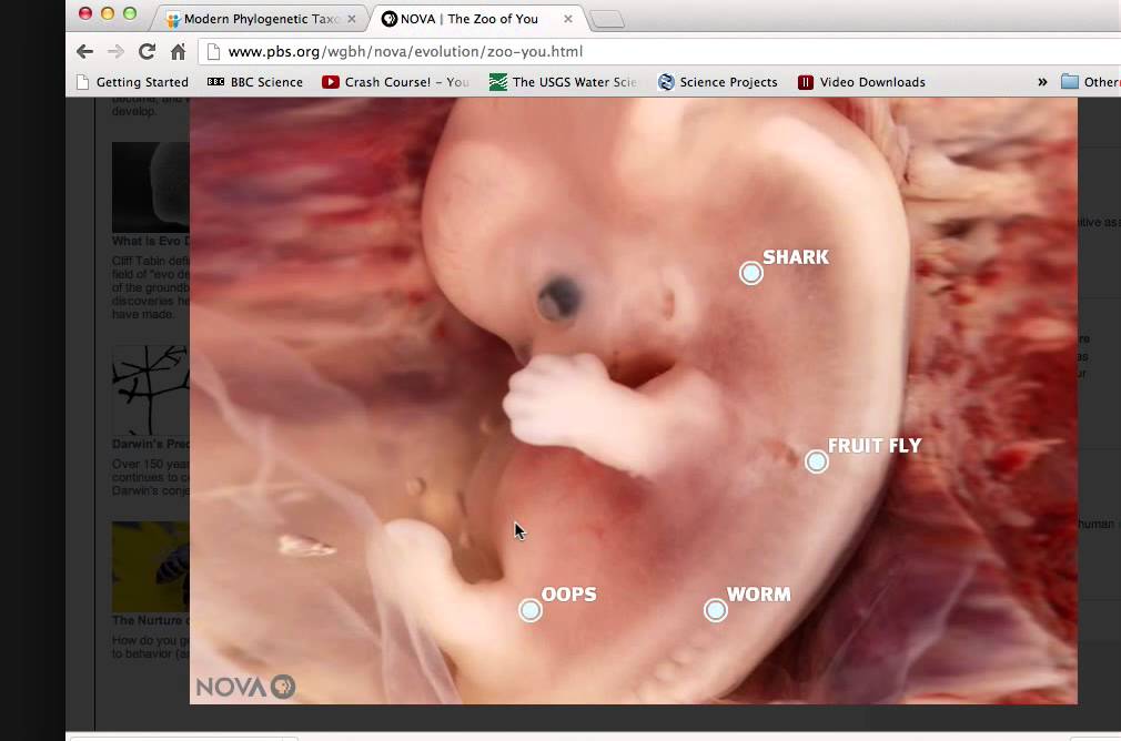 Station 2 - Embryology