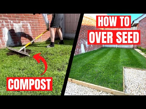 How to OVER SEED your LAWN - SIMPLE and CHEAP way to THICKEN your LAWN!