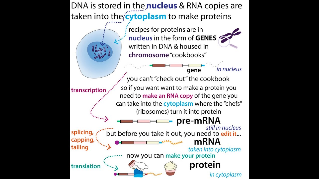 Molecular biology primer