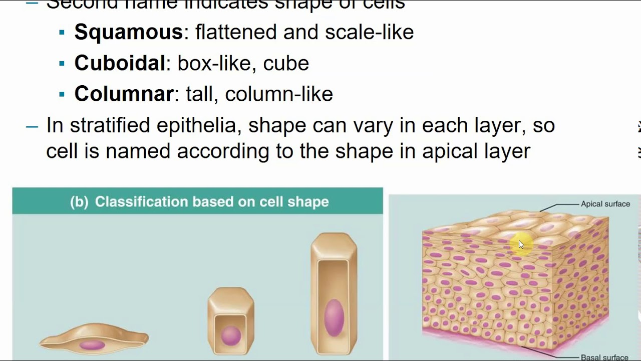 2113 Chapter 4 - Tissues