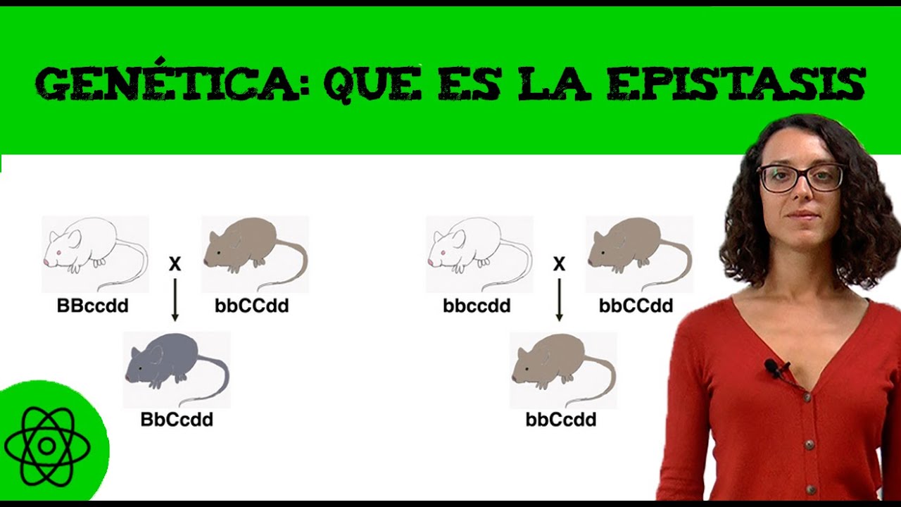¿Cuál es la diferencia entre epistasis y pleiotropía? – ACUT.NET