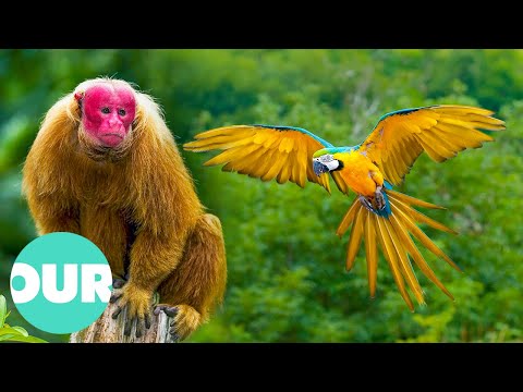 The 10 Greatest Wildlife Animals of the Amazon | Our World