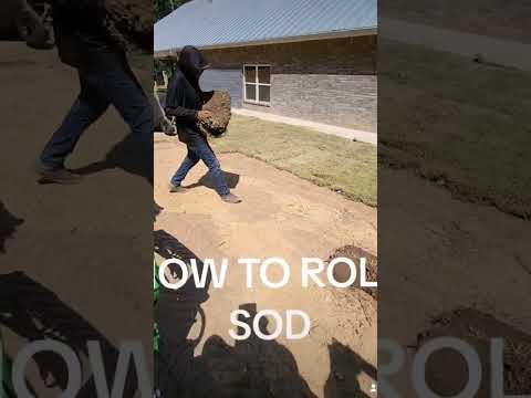 how to lay sod in scorching conditions