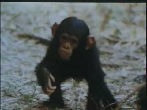 Baby chimp takes first steps – Crossroads – Cathryn Wellner