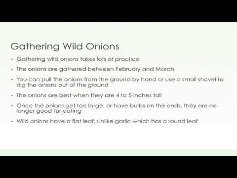 Choctaw Nation Culture Lesson: Wild Onion Dinners