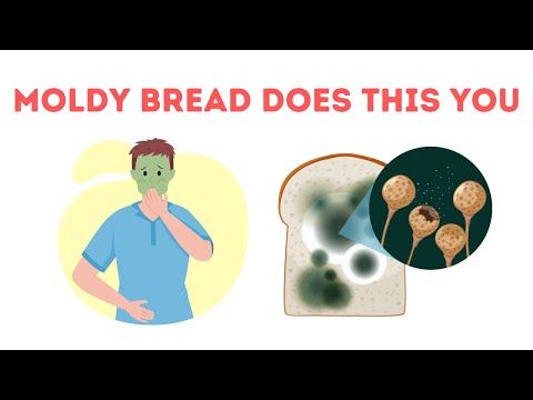 Never Eat The "Clean" Part of Moldy Bread: A Dangerous Myth Debunked
