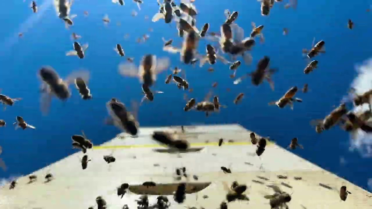 Orientation flight - first adventure! 🐝