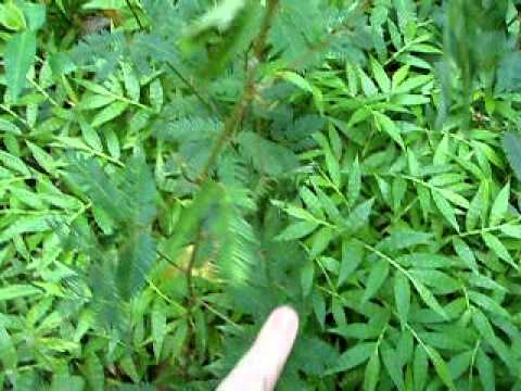 "Shy grass" in Hawaii