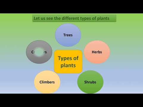 EVS PPT on Types of plants