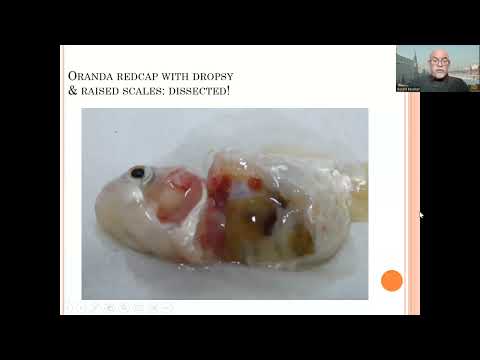 Fish disease case nr. 115 Oranda lionhead redcap with dropsy, bacterial and parasitic infection