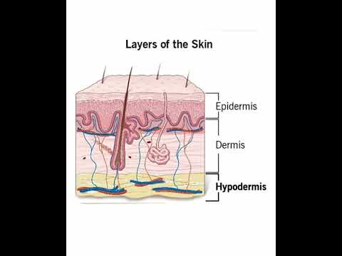 Layers Of The Skin | Epidermis | Dermis | Hypodermis, #skin #dermatology #dermatologist